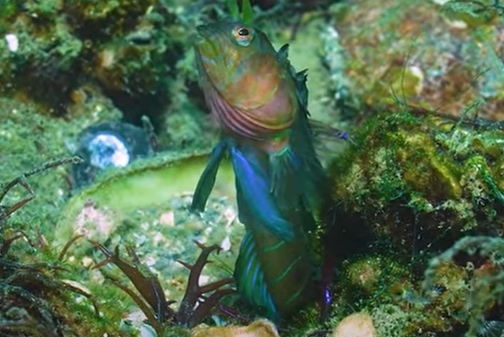 Dragoncito azul: el pez que solo existe en Perú y vive en el mar de ...